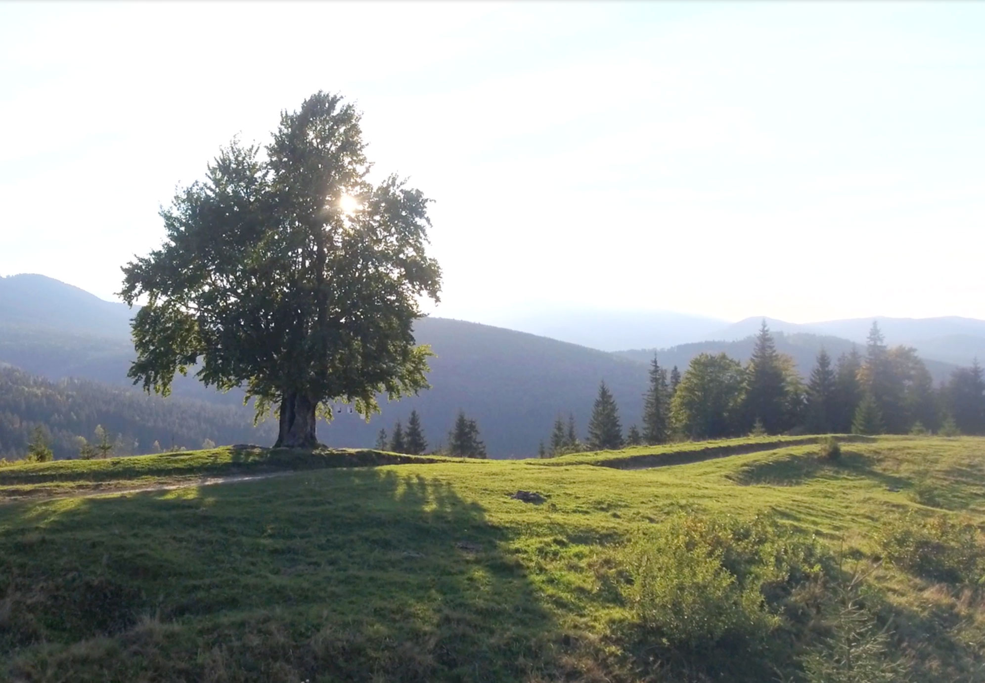 Pricing - The Memory Tree